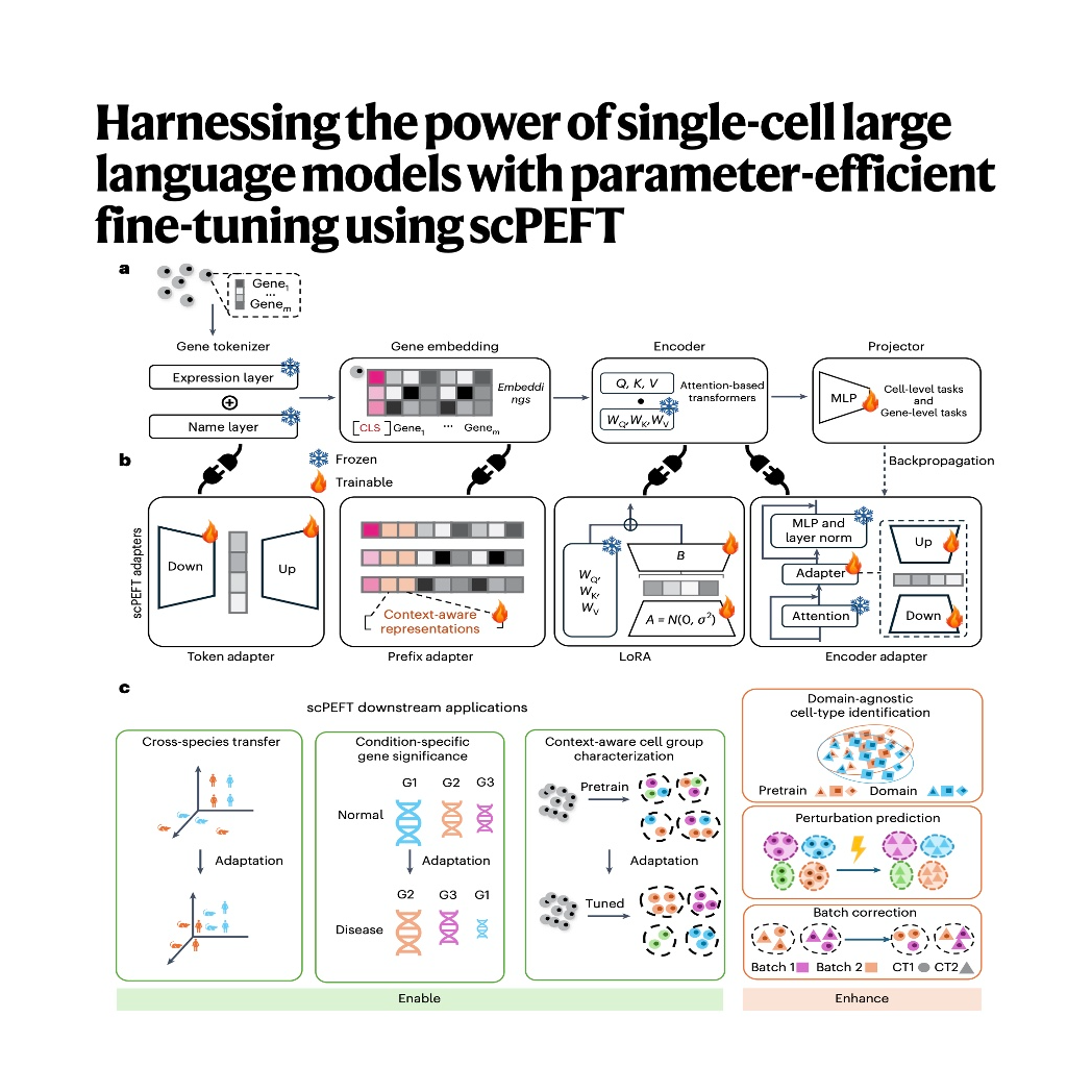 396-scPEFT: Fine-Tuning for Single-Cell Foundation Models - Paper Talk ...